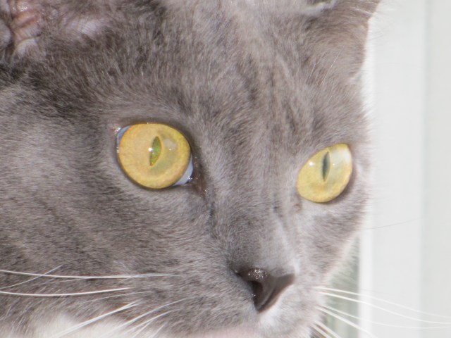 How to Tell if Correlation Implies Causation | Stats With Cats Blog