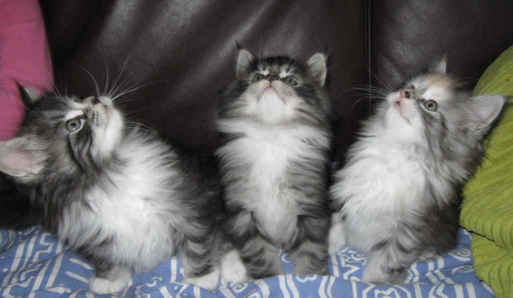 Visualizations versus Infographics | Stats With Cats Blog