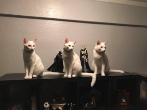 Dare to Compare – Part 1 | Stats With Cats Blog